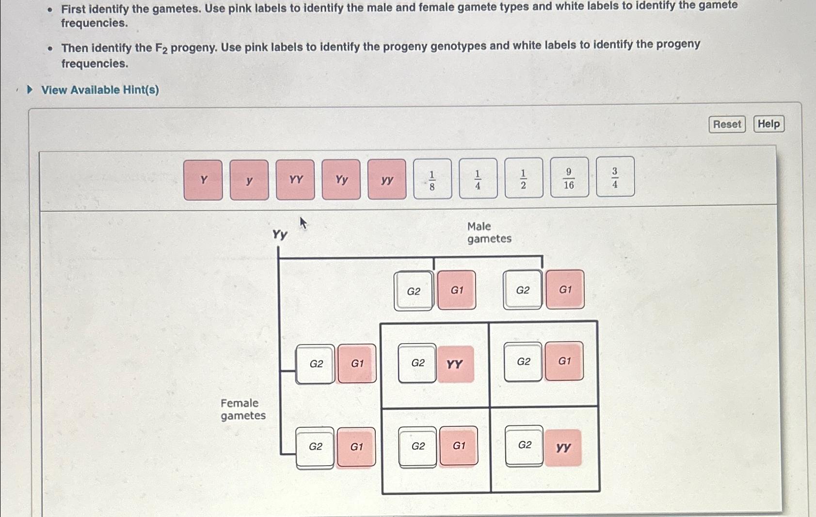 Solved First identify the gametes. Use pink labels to | Chegg.com