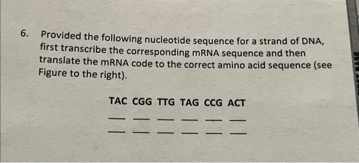 Solved 6. Provided the following nucleotide sequence for a | Chegg.com