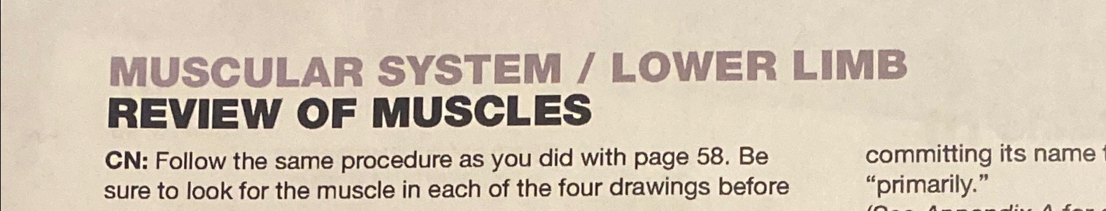 Solved MUSCULAR SYSTEM / ﻿LOWER LIMB REVIEW OF MUSCLESCN: | Chegg.com