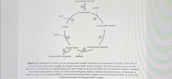 Solved Figure 2.1: ADH-catalyzed oxidation of ethanol In | Chegg.com