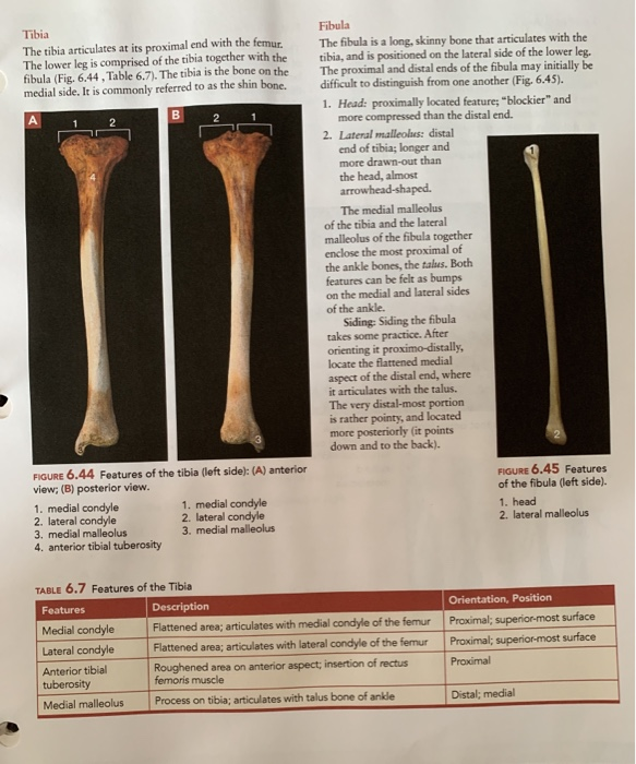 Solved STATION 3 1. What is the name of this bone? 2. Name | Chegg.com