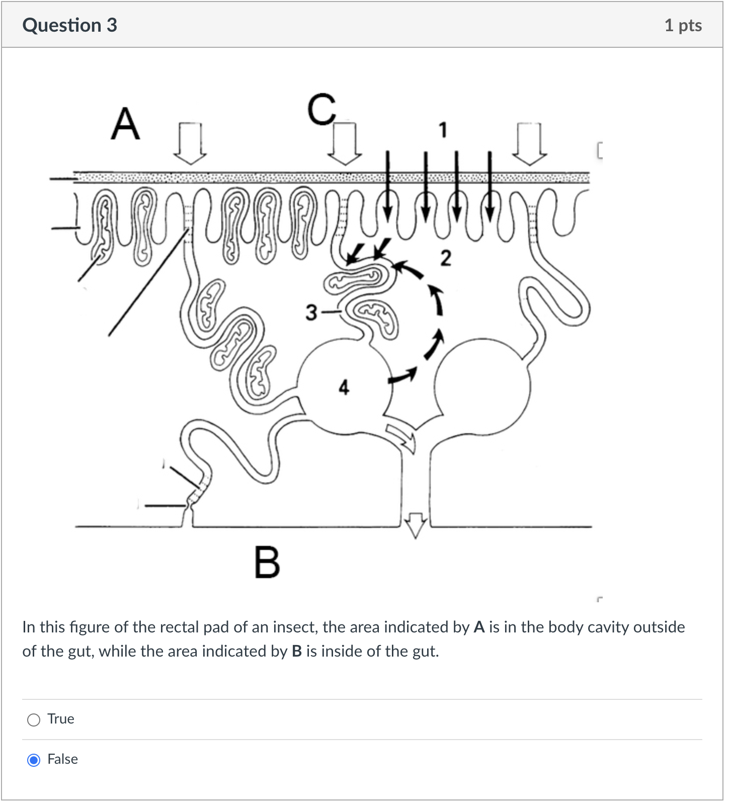 Solved In this figure of the rectal pad of an insect, the | Chegg.com