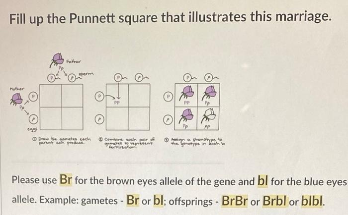 Solved Blue lon Eye Color and You In humans, brown eyes (Br) | Chegg.com
