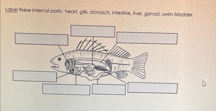 Solved PERCH DISSECTION la. Label these external structures: | Chegg.com