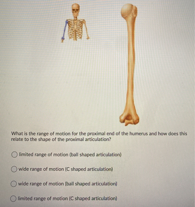 Solved What is the range of motion for the proximal end of | Chegg.com