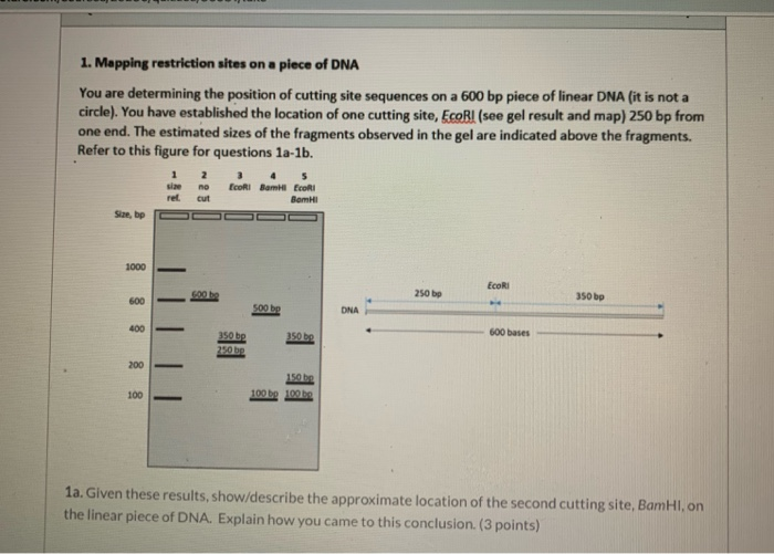 Solved 1. Mapping restriction sites on a piece of DNA You | Chegg.com