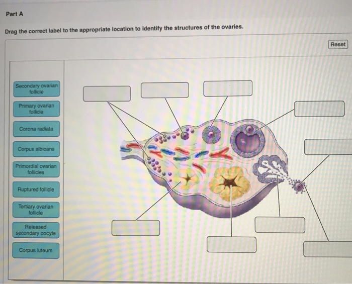 Solved Part A Drag the correct label to the appropriate | Chegg.com