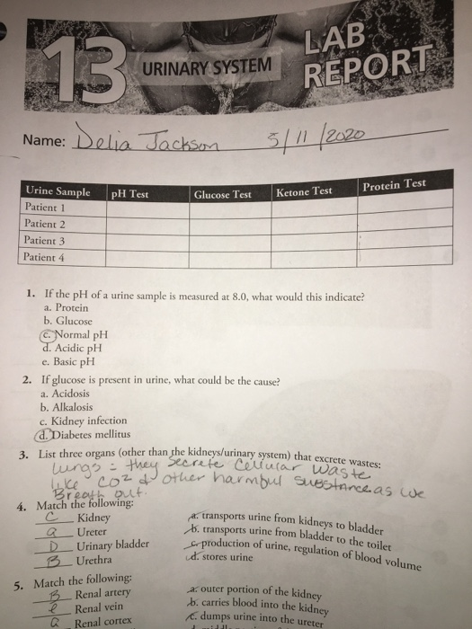 Solved URINARY SYSTEM LAB EM REPORT Name: Delia Jackson | Chegg.com