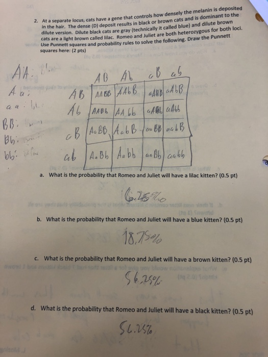 Solved 2. At a separate locus, cats have a gene that | Chegg.com