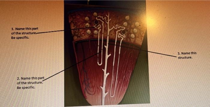 Solved 1. Name this part of the structure, Be specific. 3. | Chegg.com