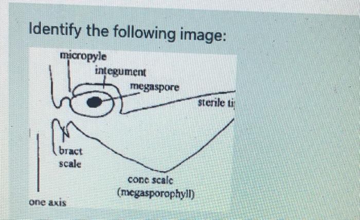 Solved Identify the following image: micropyle integument | Chegg.com