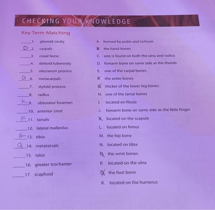 Solved CHECKING YOUR KNOWLEDGE Key Term Matching 1. glenoid | Chegg.com