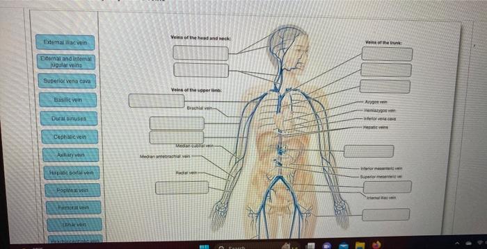 Solved KLab 13: Blood Vessels, Cardiovascular Physiology | Chegg.com