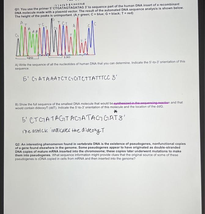 Solved Q1: You use the primer 5′ CTGATAGTAGATAG 3′ to | Chegg.com