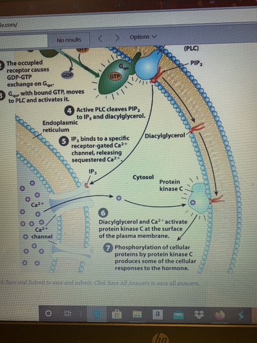 Solved Hormone-activated phospholipase C and IP3 involves a | Chegg.com