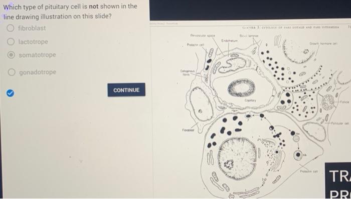 Solved Which type of pituitary cell is not shown in the line | Chegg.com
