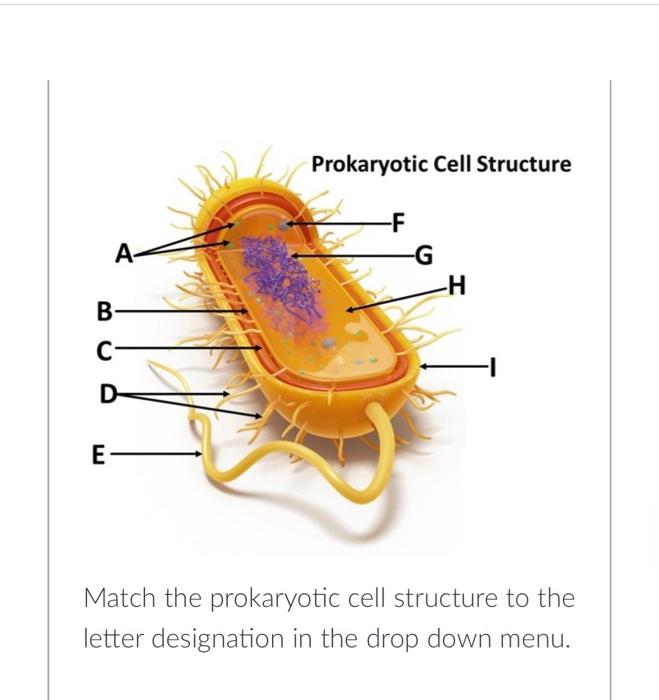 Solved Match the prokaryotic cell structure to the letter | Chegg.com