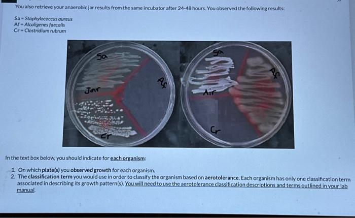 Solved You also retrieve your anaerobic jar results from the | Chegg.com