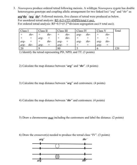 Solved 3. Neurospora produce ordered tetrad following | Chegg.com