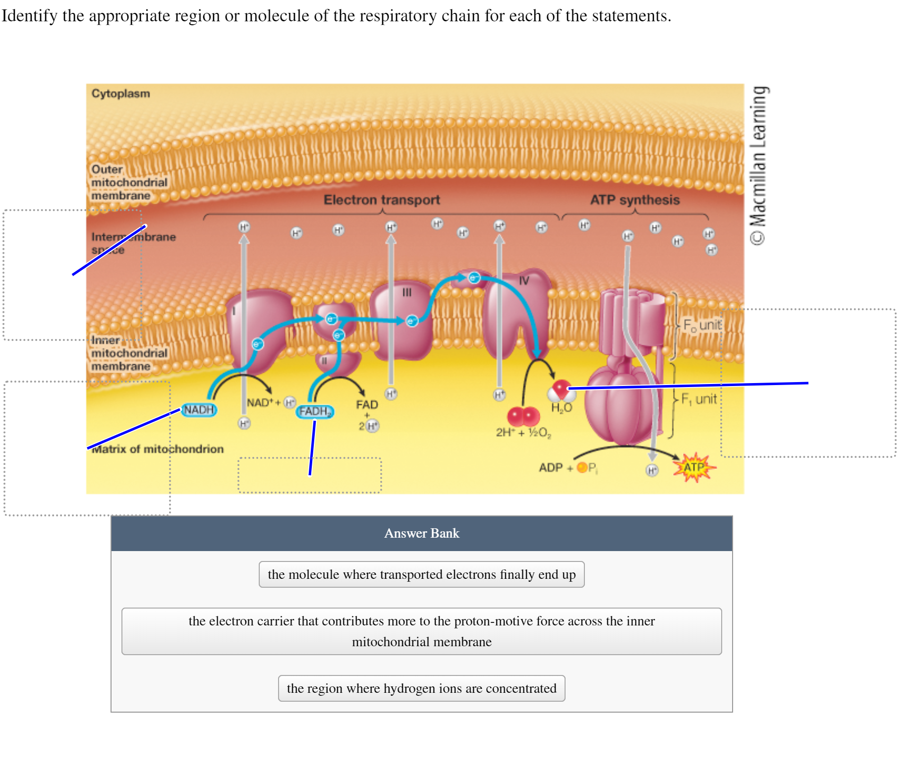Solved Identify the appropriate region or molecule of the | Chegg.com