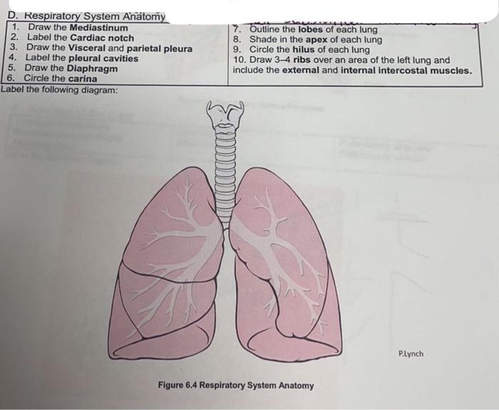 Solved P.Lynch Figure 6.4 Respiratory System Anatomy | Chegg.com
