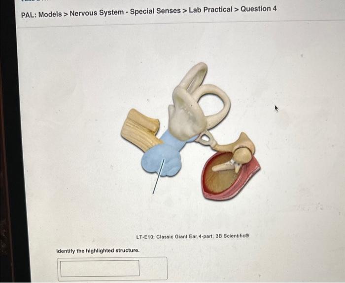 Solved PAL: Models > Nervous System - Special Senses > Lab | Chegg.com