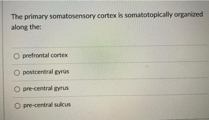 Solved The primary somatosensory cortex is somatotopically | Chegg.com