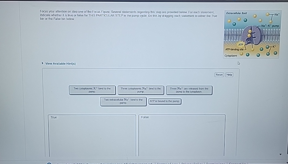 Solved Focus your attention on step one of the Focus Figure | Chegg.com