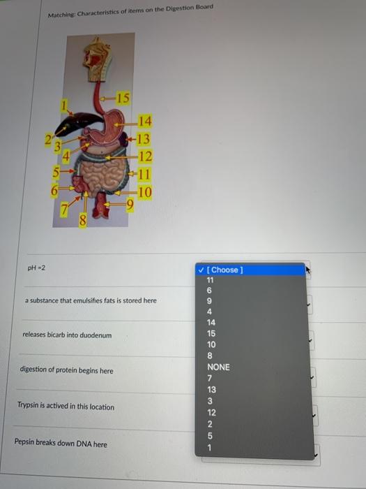 Solved Matching: Characteristics of items on the Digestion | Chegg.com