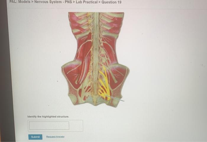 Solved Models > Nervous System - PNS > Lab Practical > | Chegg.com