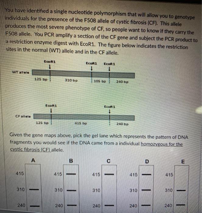 Solved You have identified a single nucleotide polymorphism | Chegg.com