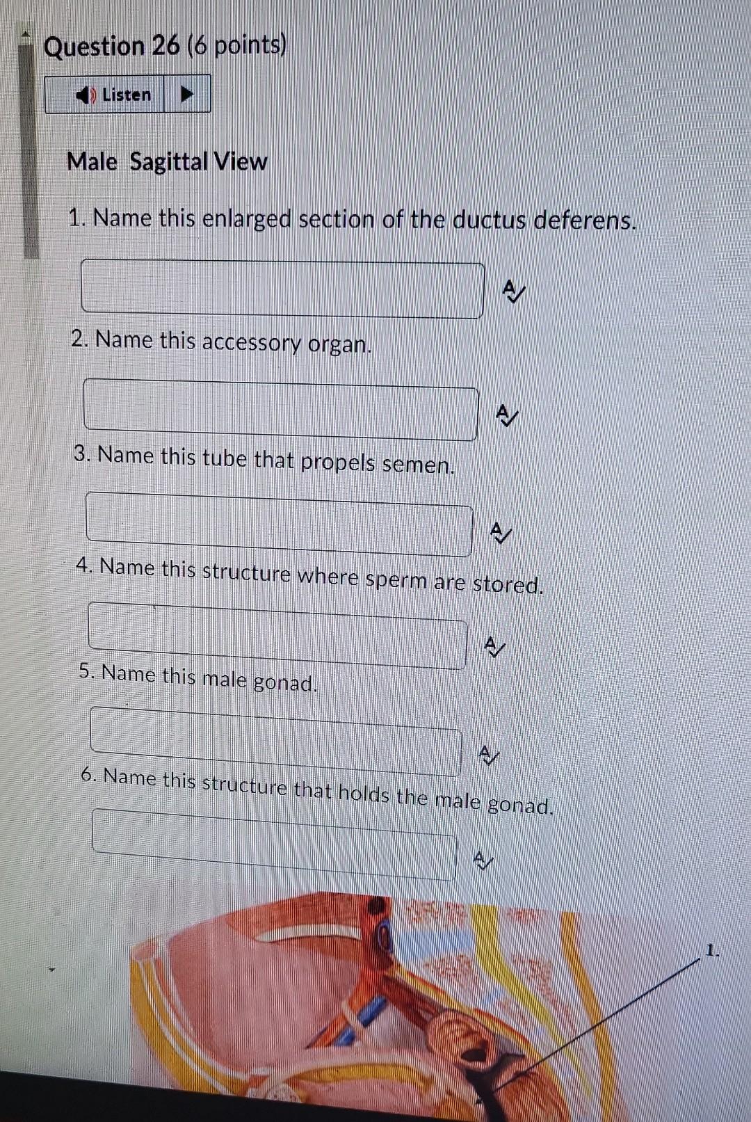 Solved The male and female reproductive systems 1) secrete | Chegg.com