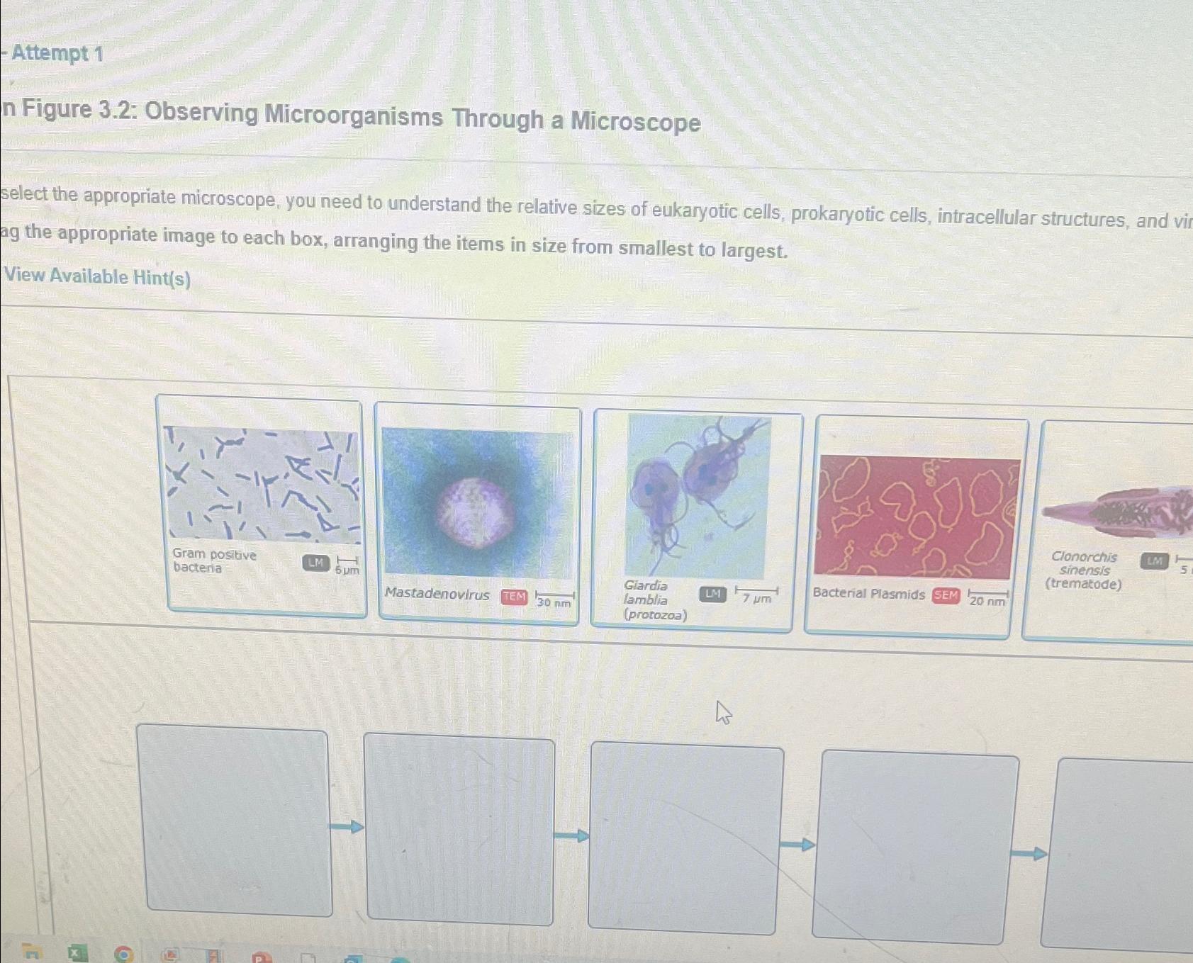 Solved Attempt 1n Figure 3.2: Observing Microorganisms | Chegg.com