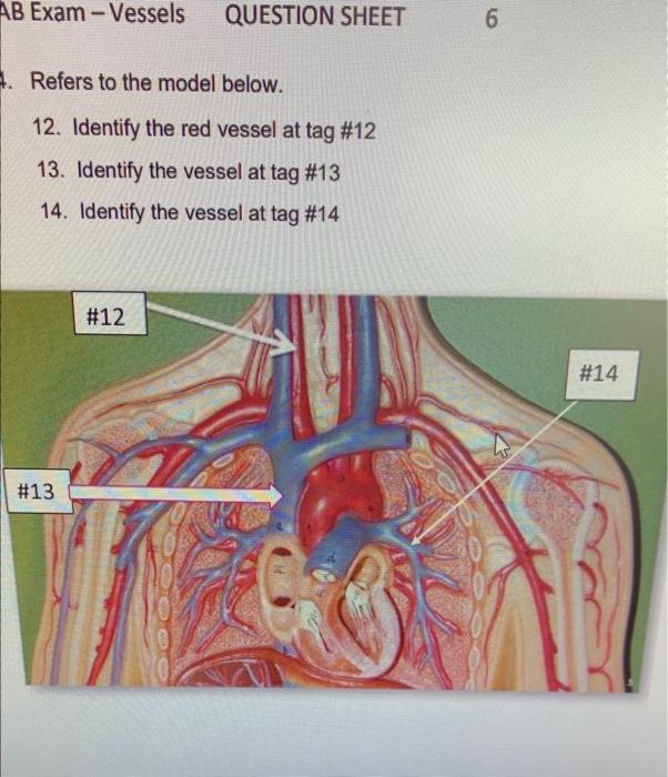 Solved Refers to the model below. 12. Identify the red | Chegg.com