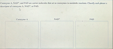 Solved Coenzyme A, ﻿NAD ?†, ﻿and FAD are carrier molecules | Chegg.com