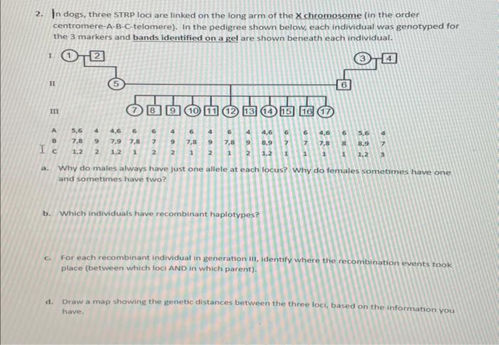 Solved 2. In dogs, three STRP loci are linked on the long | Chegg.com