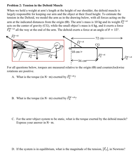 Solved Problem 2: Tension in the Deltoid Muscle When we hold | Chegg.com