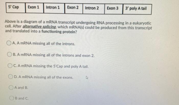 Solved 5 Cap Exon 1 Intron 1 Exon 2 Intron 2 Exon 3 3 poly A | Chegg.com