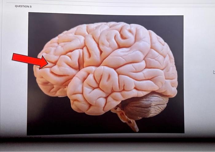 Solved Identify the white suruciuit. QUESTION 2 Identify | Chegg.com Solved Identify the white suruciuit. QUESTION 2 Identify | Chegg.com