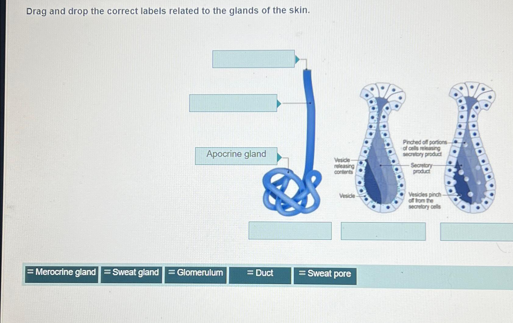 Solved Drag and drop the correct labels related to the | Chegg.com