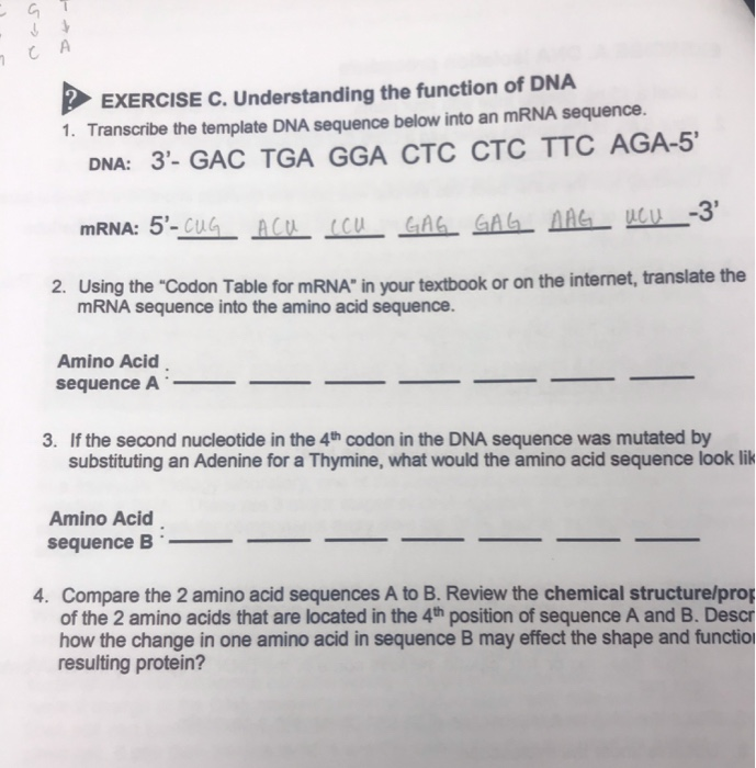 Solved ? EXERCISE C. Understanding the function of DNA 1. | Chegg.com