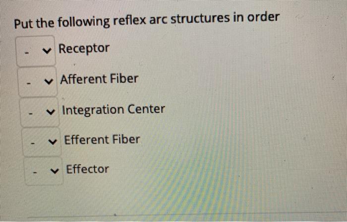 Solved Put the following reflex arc structures in order | Chegg.com