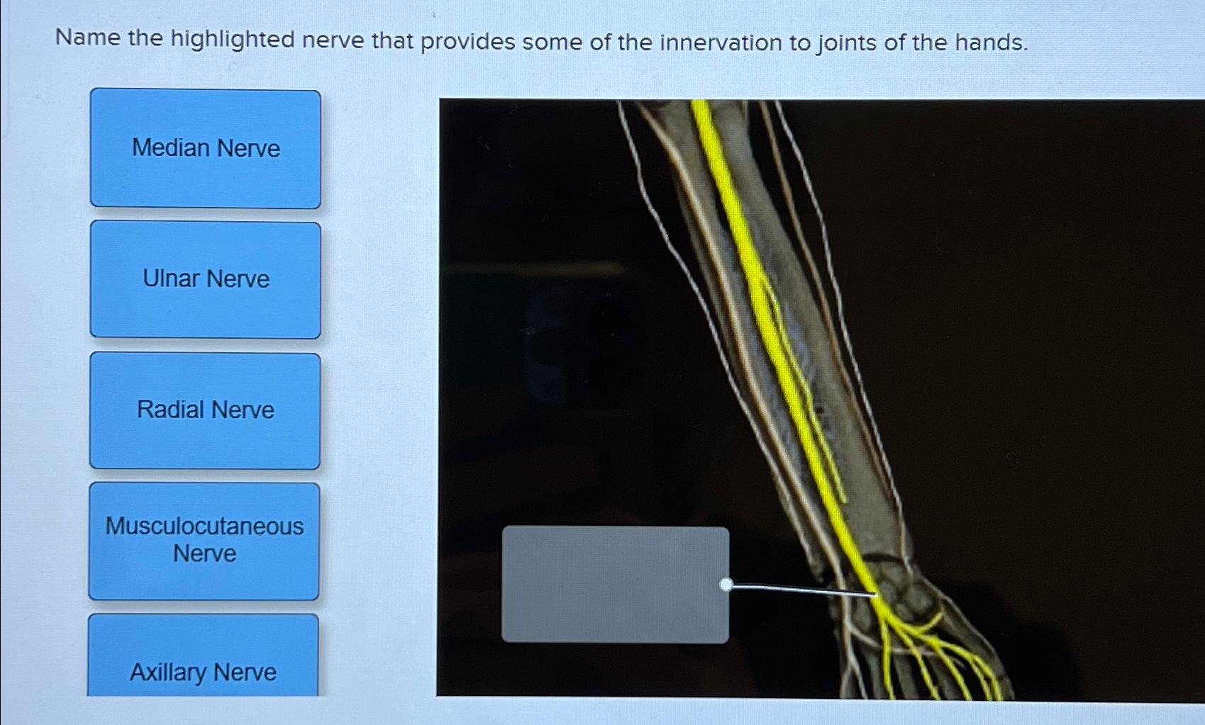 Solved Name the highlighted nerve that provides some of the | Chegg.com