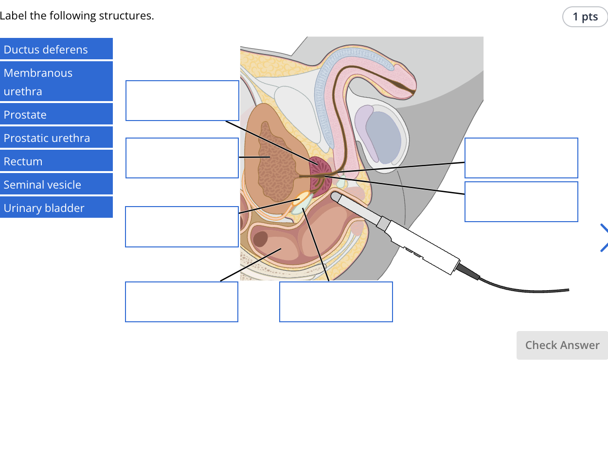Solved Label the following structures.1 ﻿ntsDuctus | Chegg.com