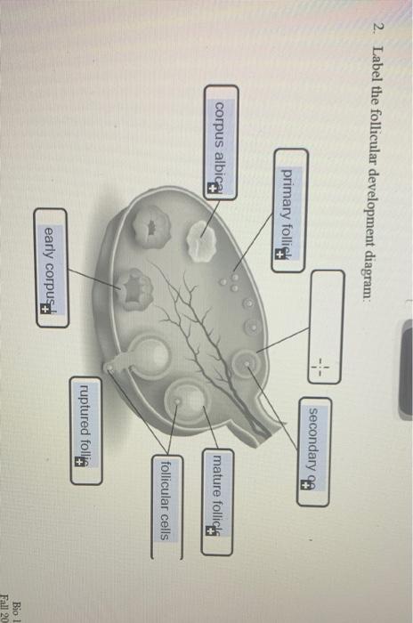 Solved 2. Label the follicular development diagram: | Chegg.com