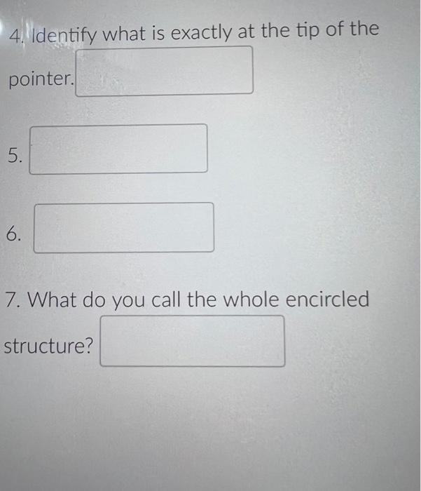 Solved D Question 2 7 pts 2 IDENTIFY THE POINTED STRUCTURES | Chegg.com