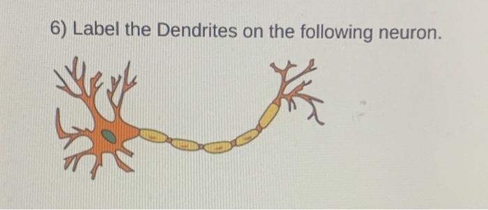 Solved 6) Label the Dendrites on the following neuron. | Chegg.com