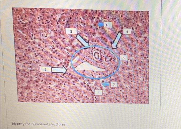 Solved 3 2 Identify the numbered structures | Chegg.com
