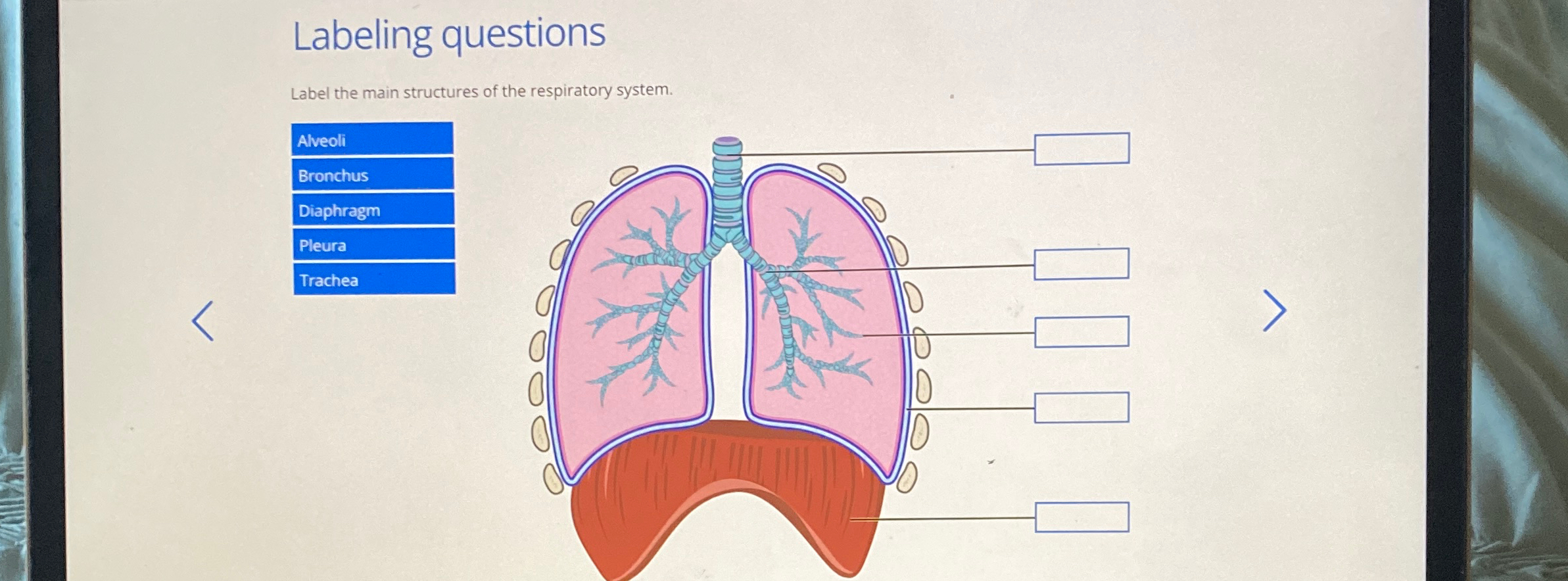 Solved Labeling questionsLabel the main structures of the | Chegg.com