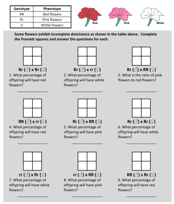 Solved Genotype RR Phenotype Red flowers Pink flowers White | Chegg.com